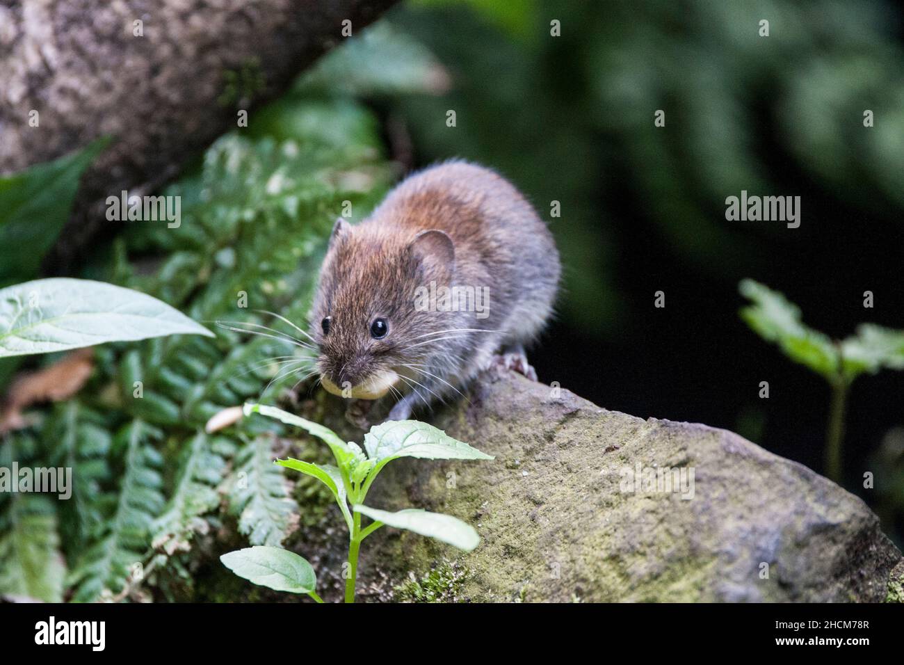 Bank vole with peanut hi-res stock photography and images - Alamy