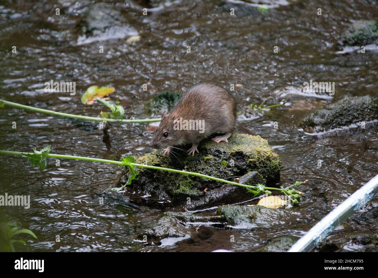 Close-up shot of a brown rat standing on a small rock in a shallow ...