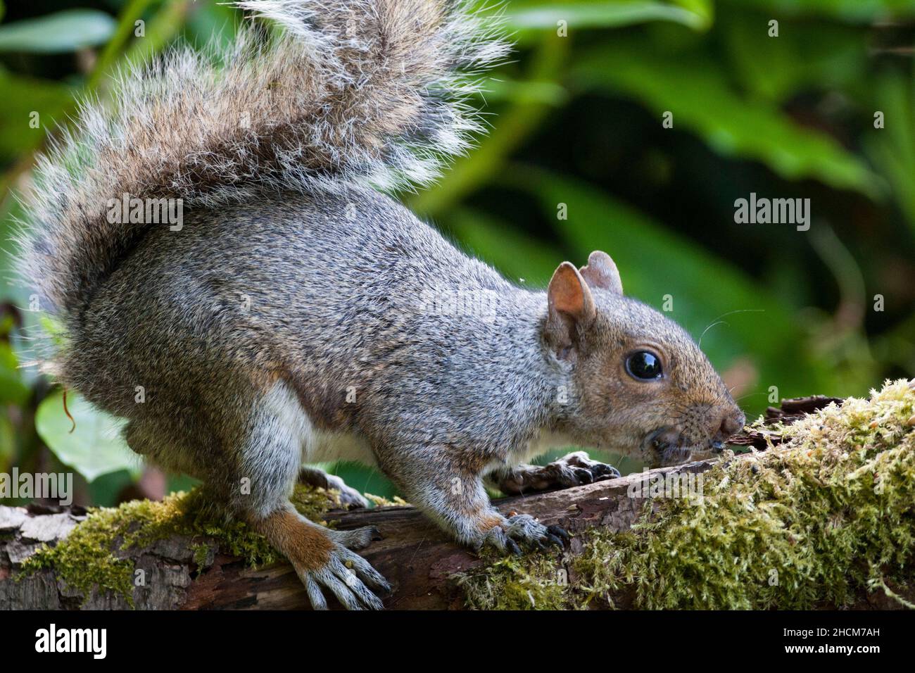 Grey squirrel standing up looking hi-res stock photography and images ...