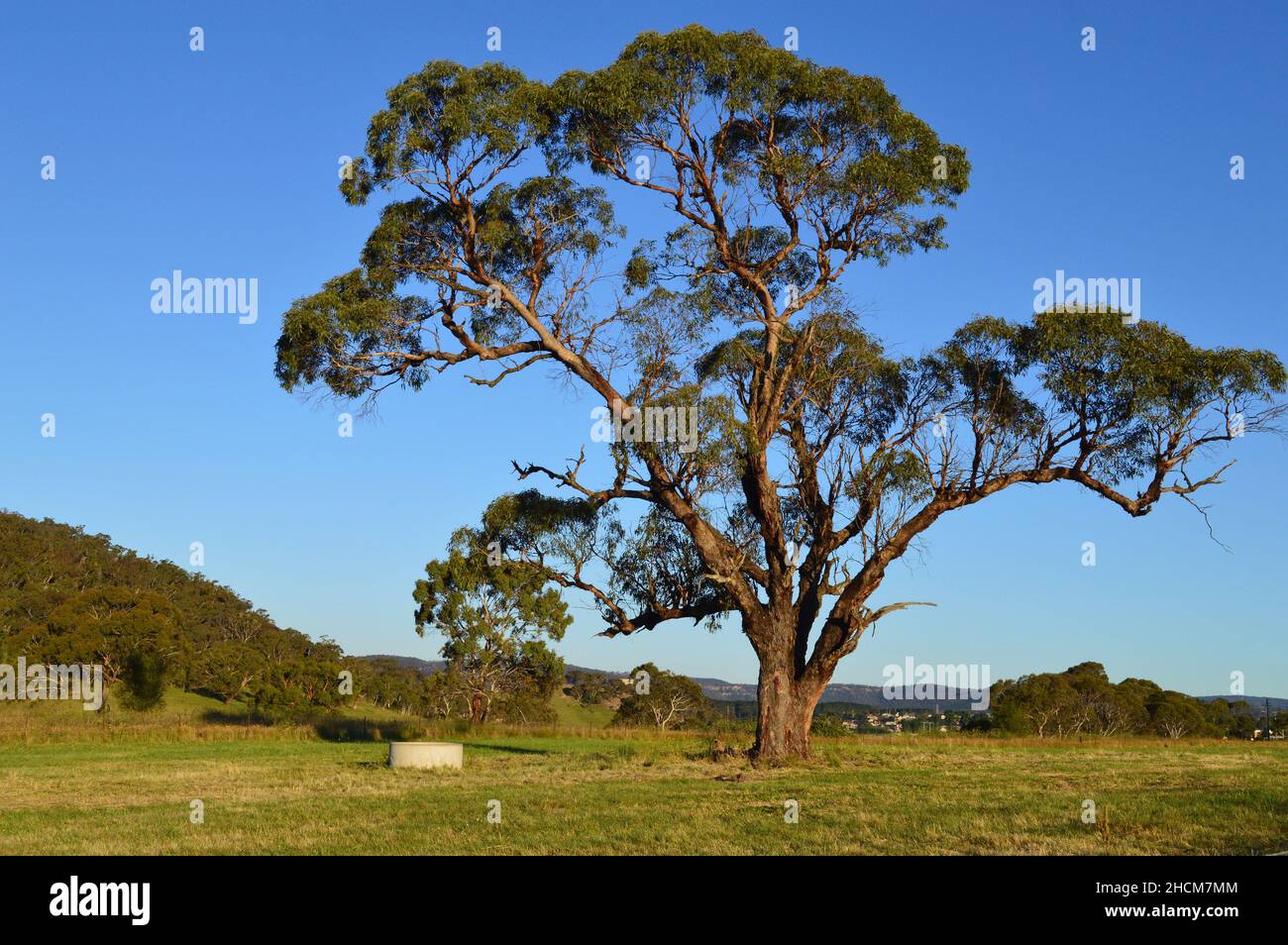 Tree countryside nsw australia hi-res stock photography and images - Alamy
