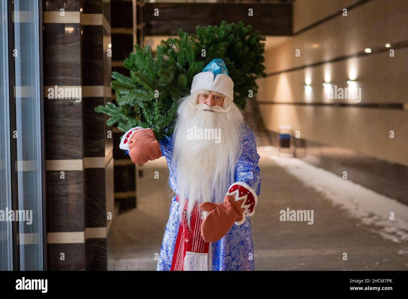 Russian Santa Claus carries a Christmas tree at night outdoors Stock ...