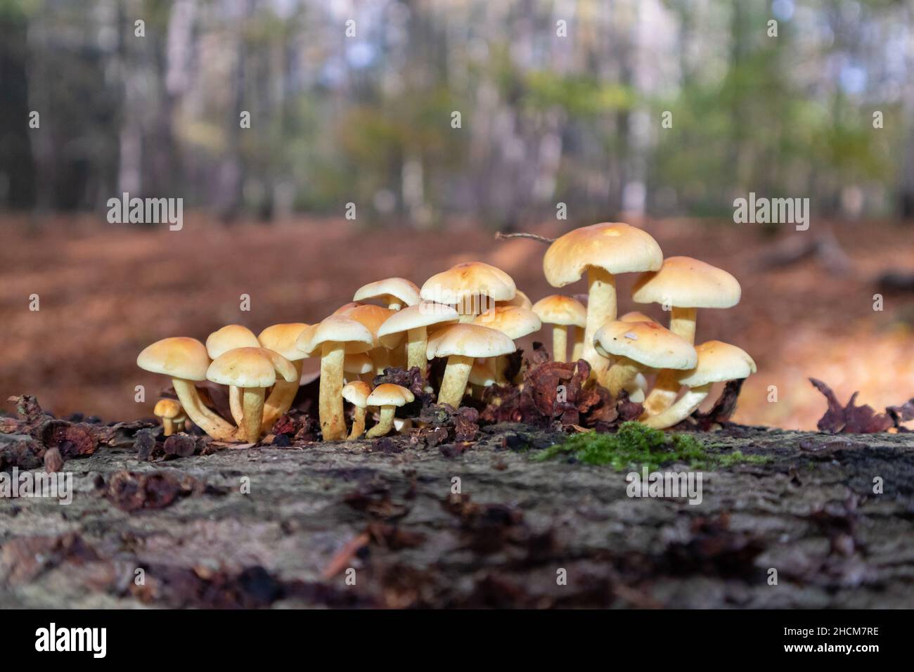 Wild mushrooms growing fallen tree hi-res stock photography and images ...