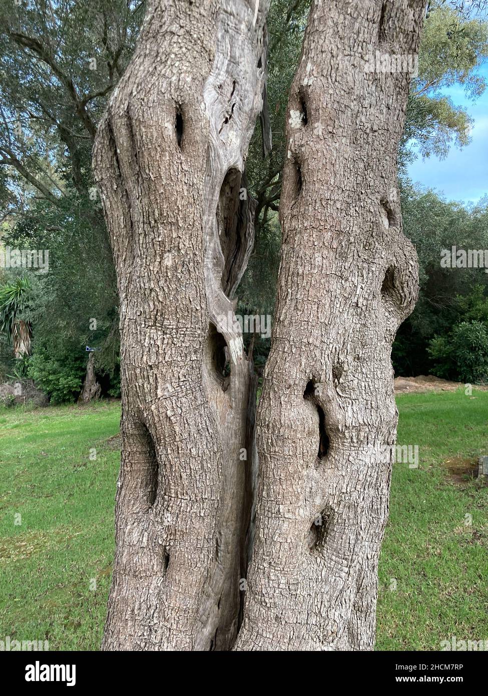 Old gnarled olive tree trunk in Greece Stock Photo - Alamy