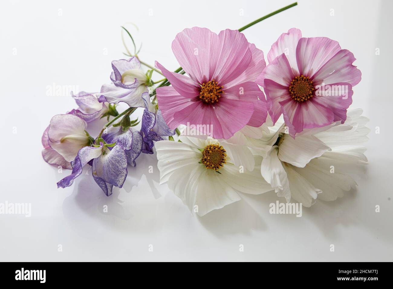 Cosmos and Sweet peas Stock Photo - Alamy