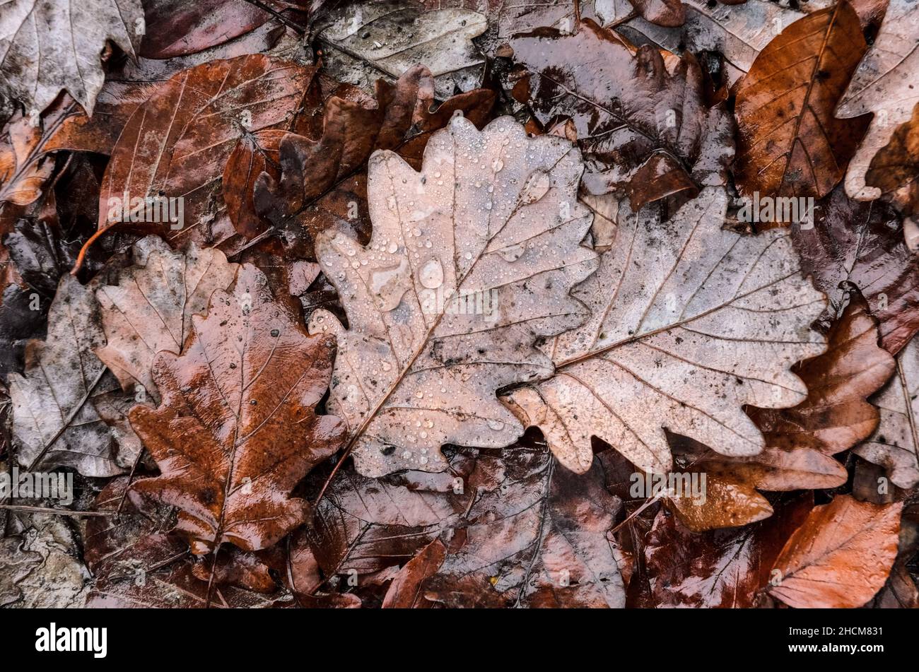 Wilted brown oak leaves, Quercus, with water droplets on the forest ...