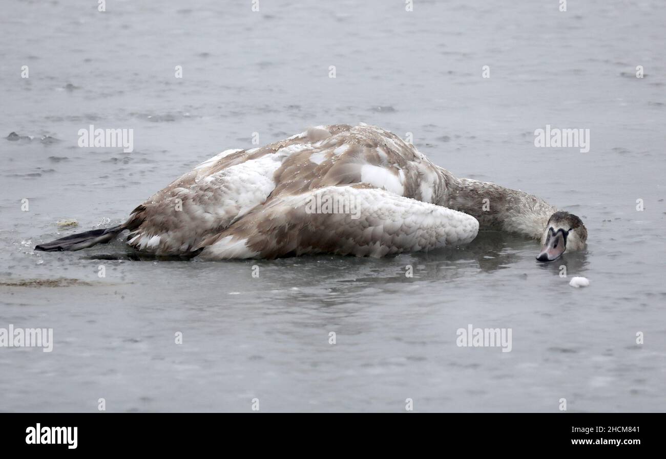 Dead swan hi-res stock photography and images - Alamy