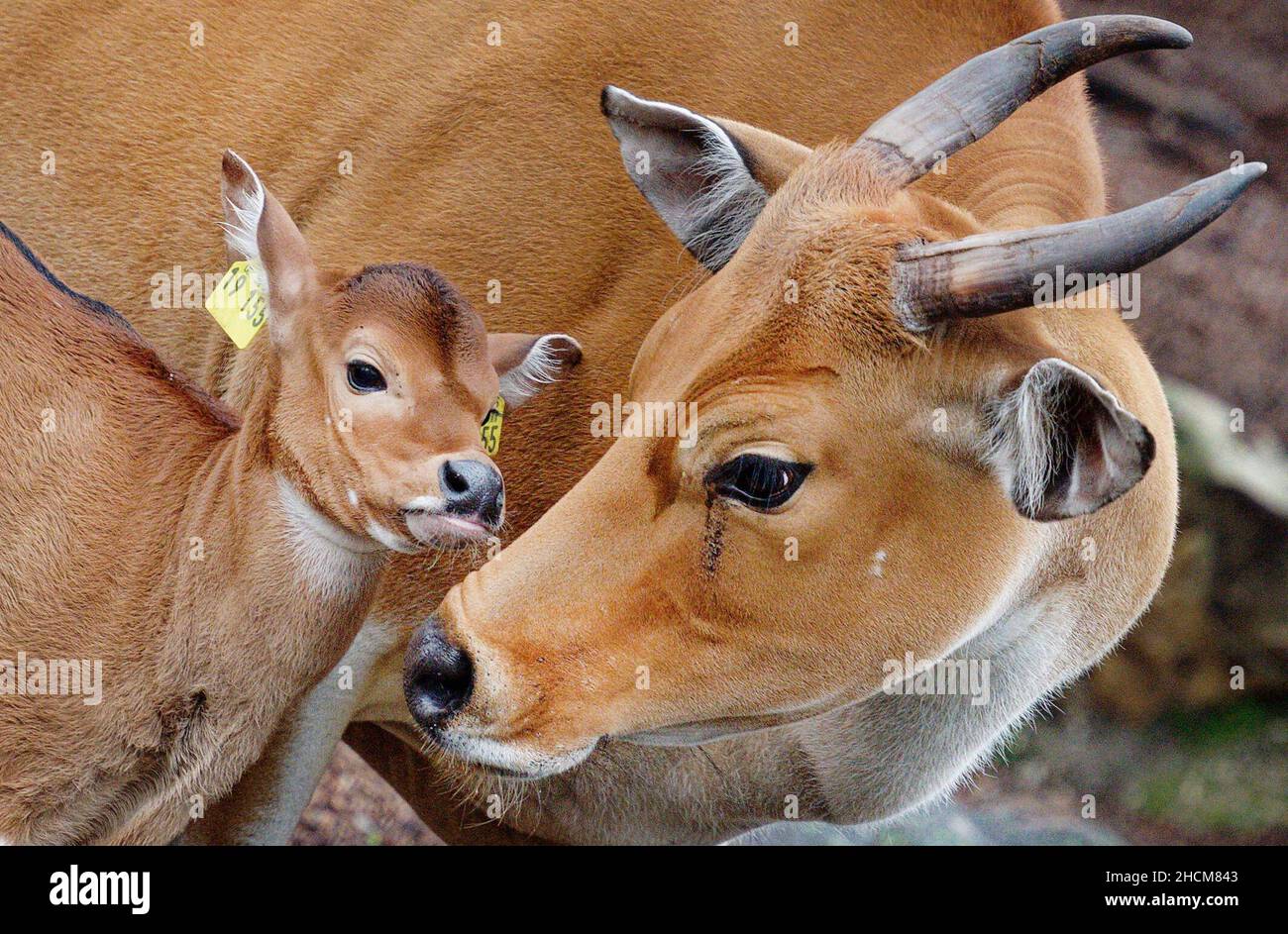 Cologne, Germany. 30th Dec, 2021. Banteng calf Rubi and mother Ornella ...