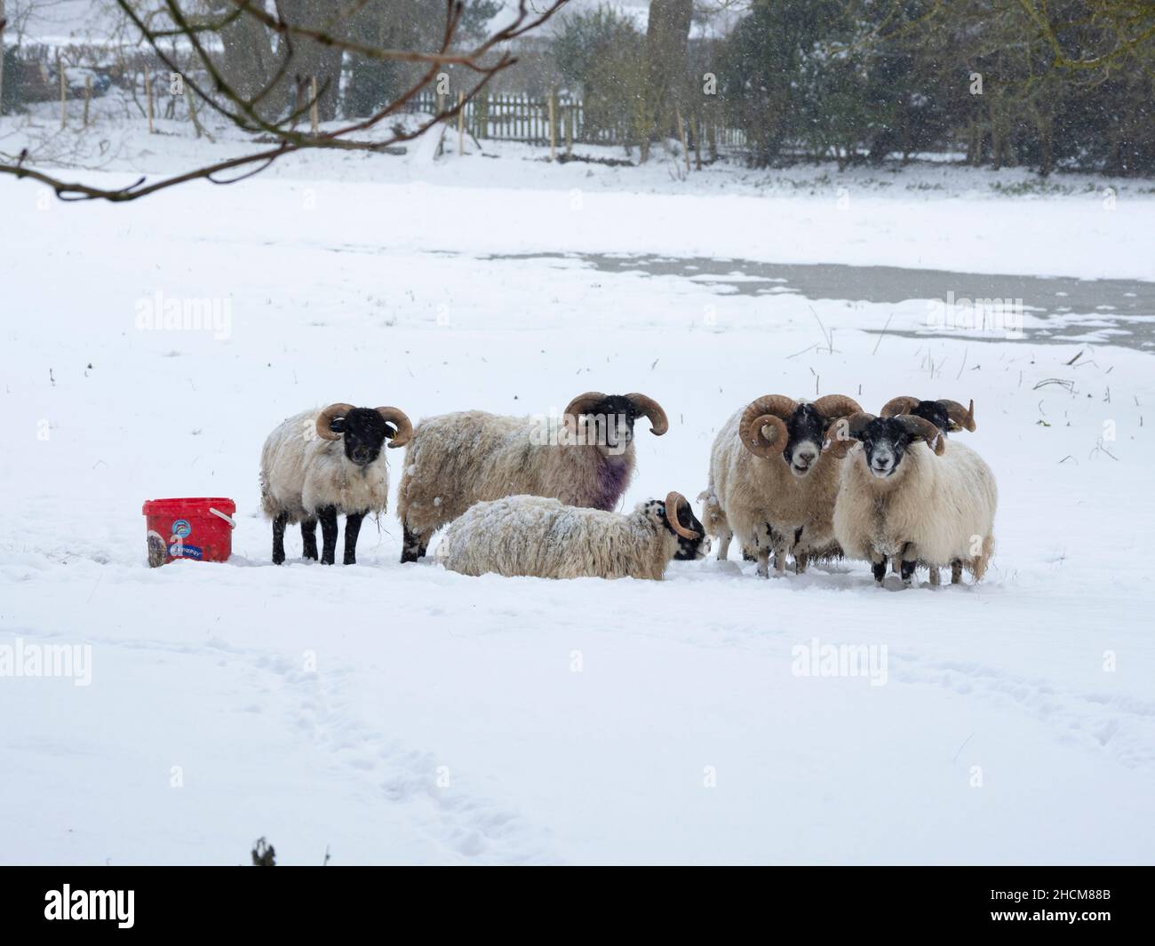 Blacked face sheep hi-res stock photography and images - Alamy