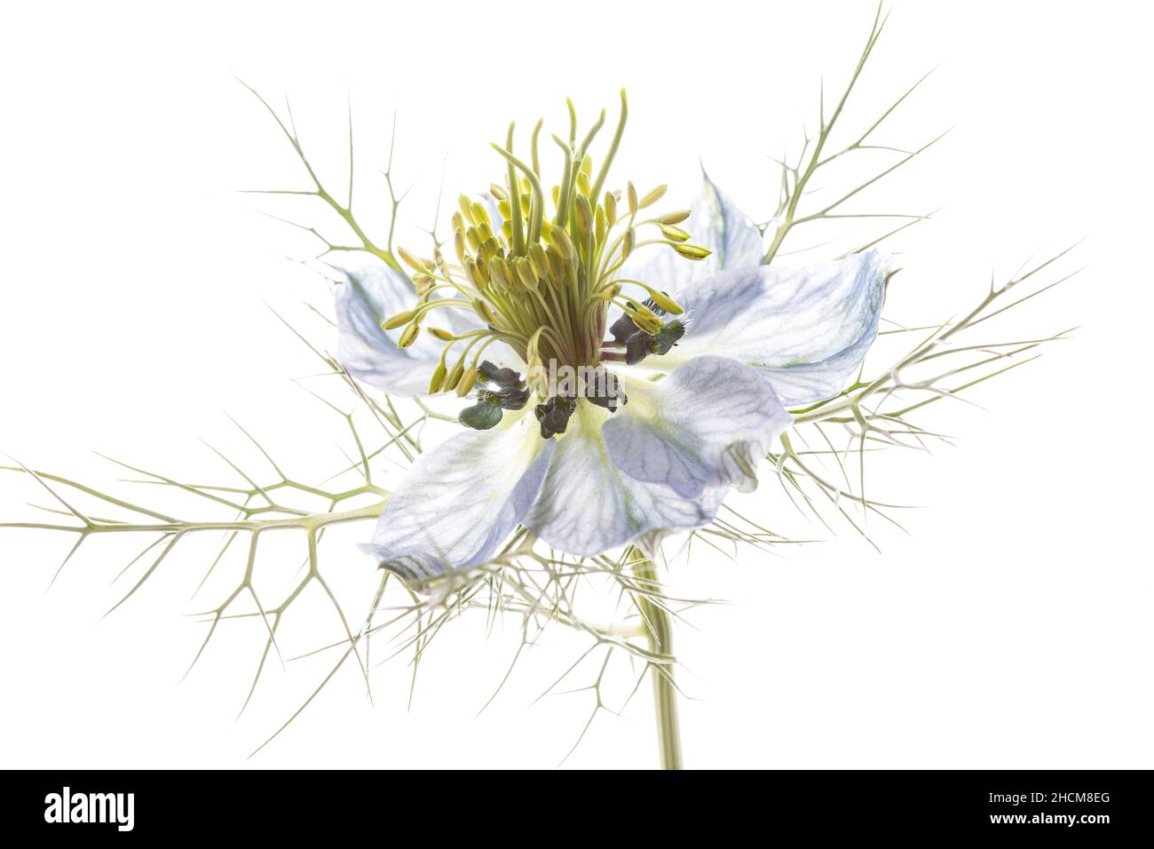 Garden mist Cut Out Stock Images & Pictures - Alamy