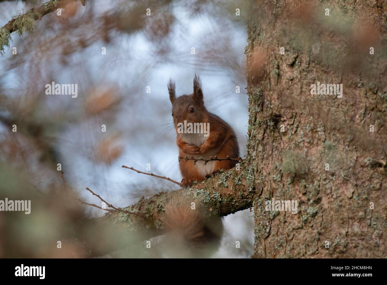 Red squirrel (Sciurus vulgaris), Springtime, in rural garden, Dumfries ...