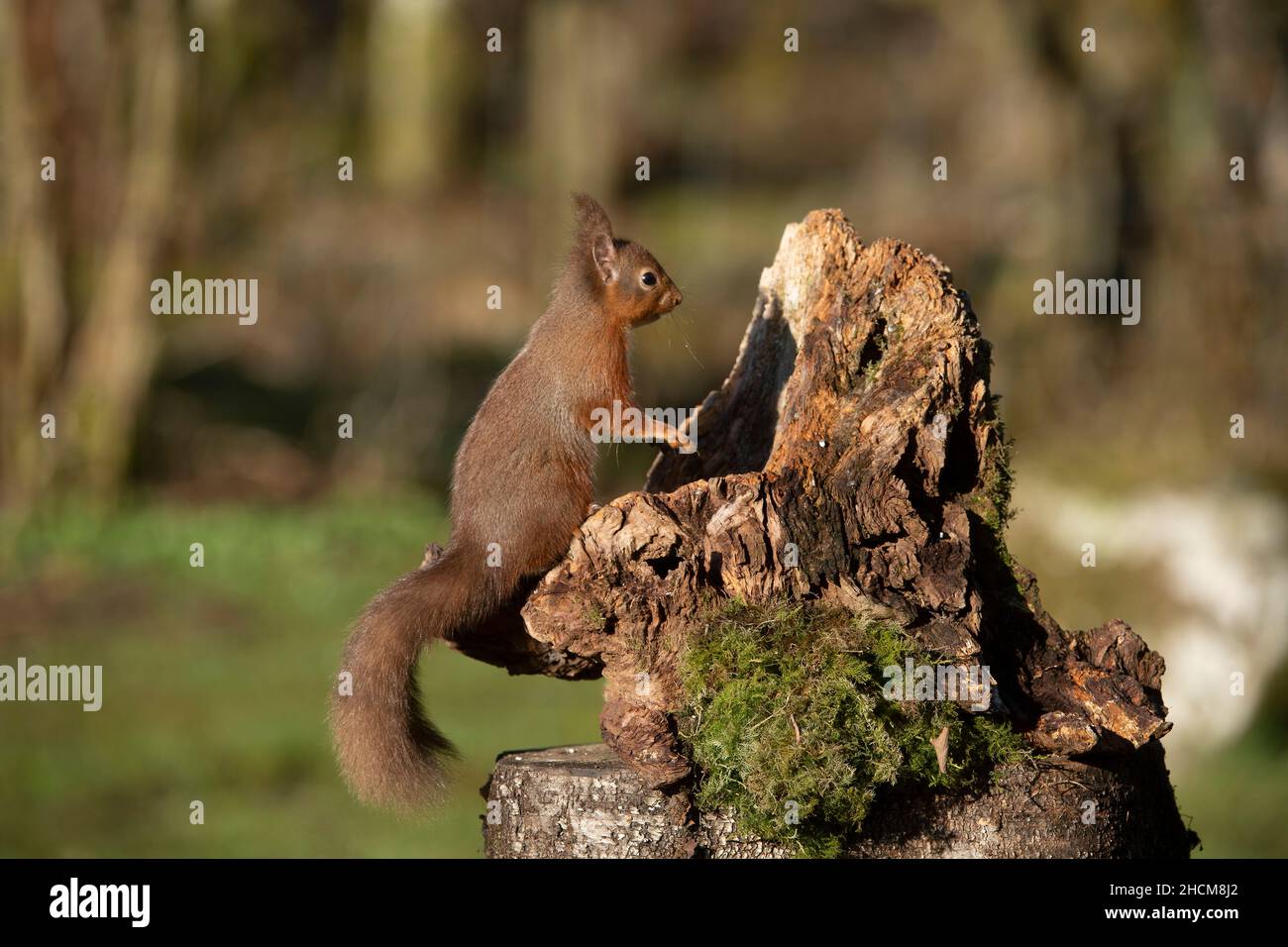 Red squirrel (Sciurus vulgaris), Springtime, in rural garden, Dumfries ...
