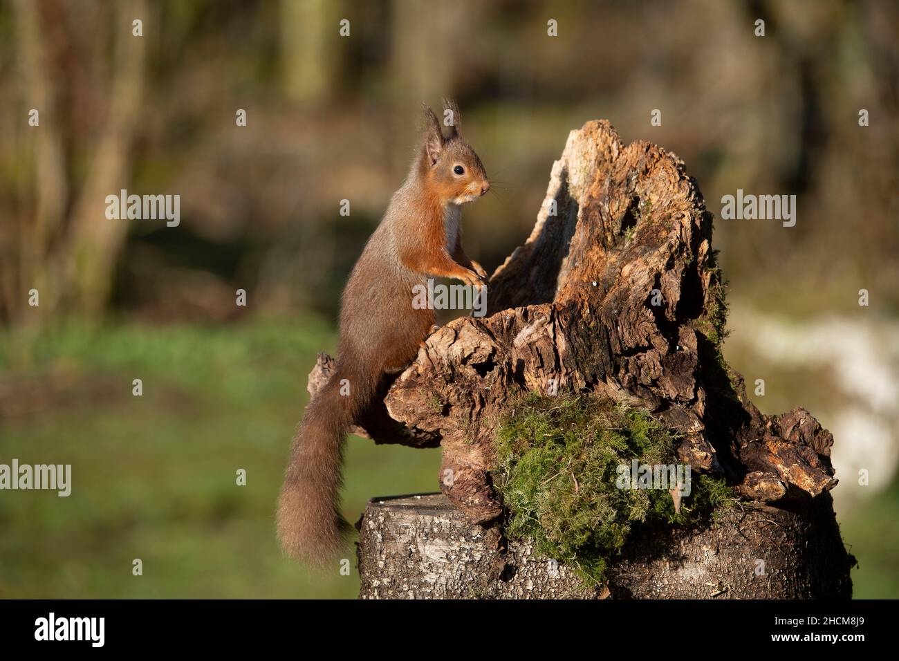 Red squirrel (Sciurus vulgaris), Springtime, in rural garden, Dumfries ...