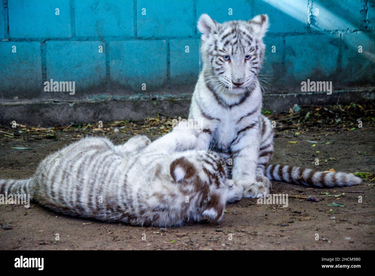 Baby tigers hi-res stock photography and images - Alamy