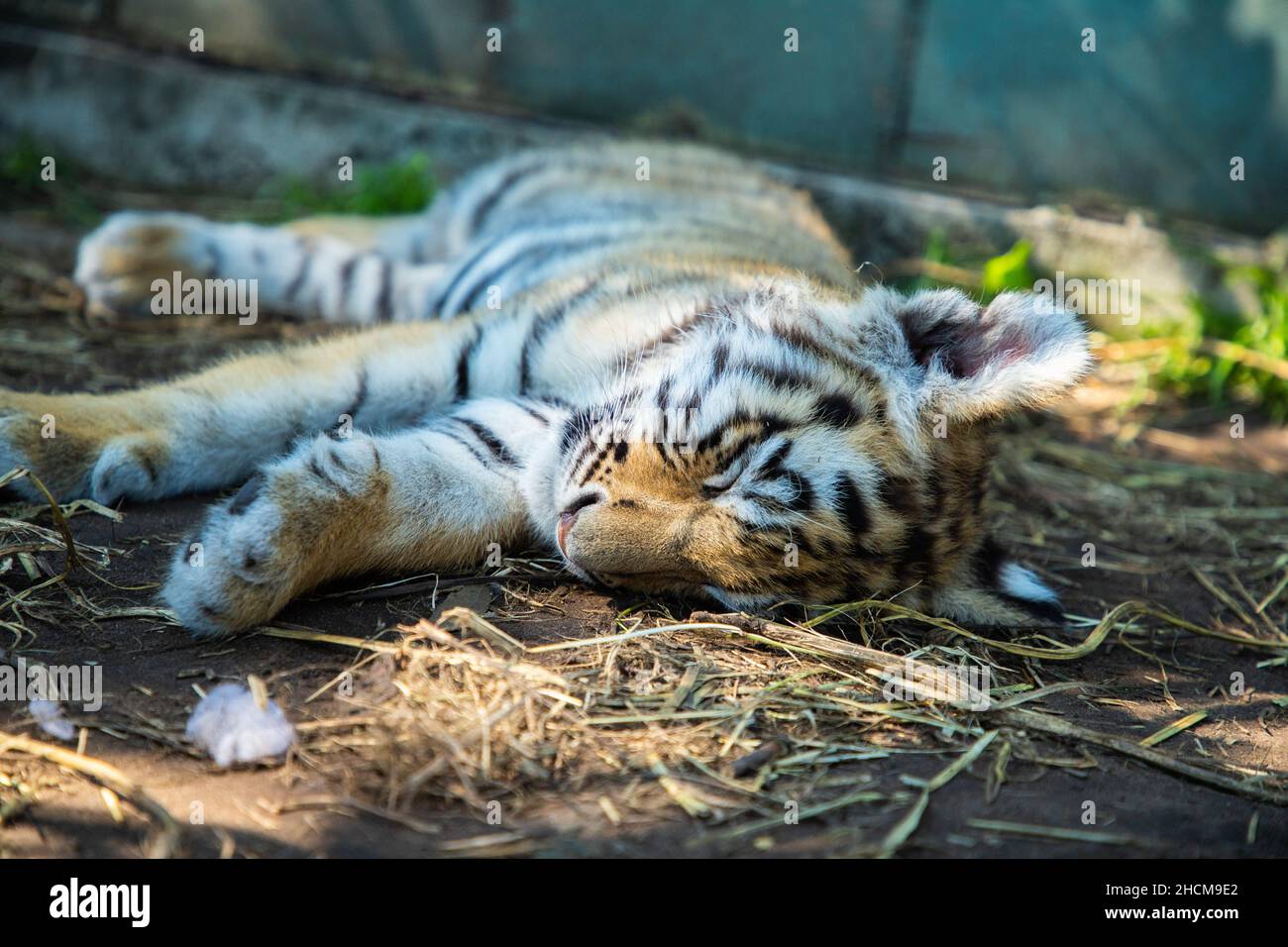 Sweet tiger baby is lying sleep on the land Stock Photo - Alamy