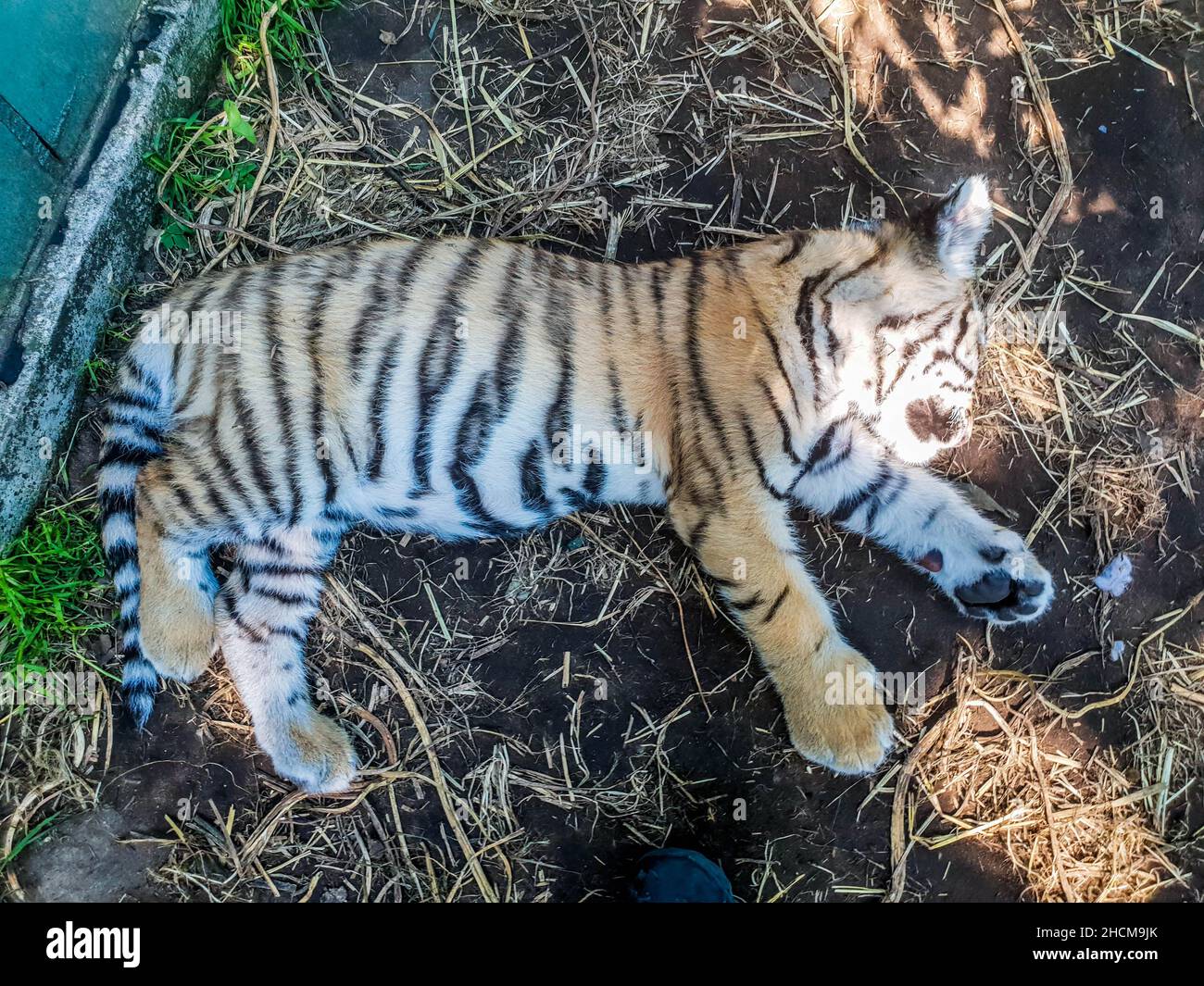 Sweet tiger baby is lying sleep on the land Stock Photo - Alamy