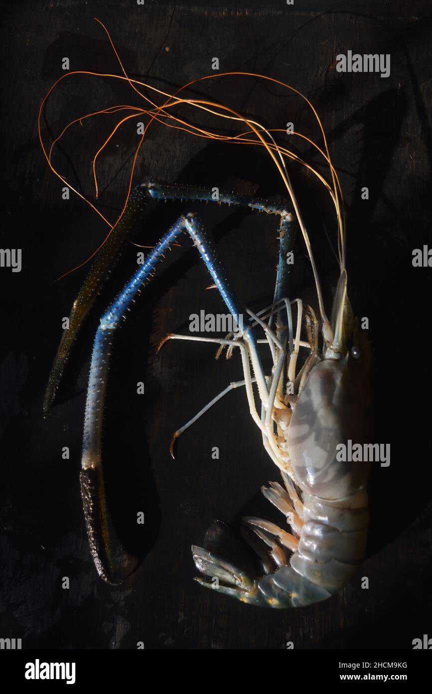 Fresh prawn photography Stock Photo - Alamy