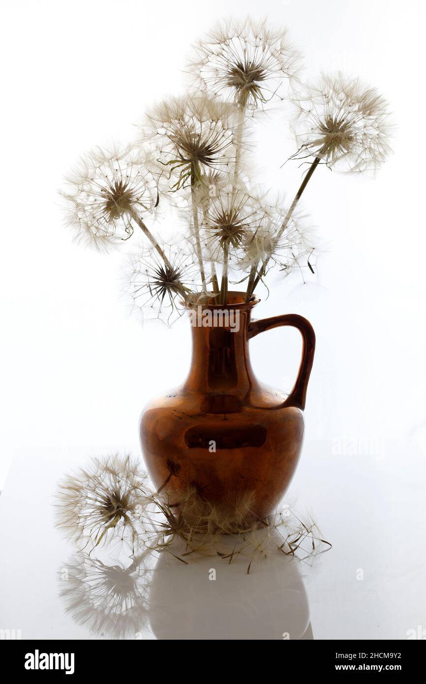 Salsify seedheads hi-res stock photography and images - Alamy