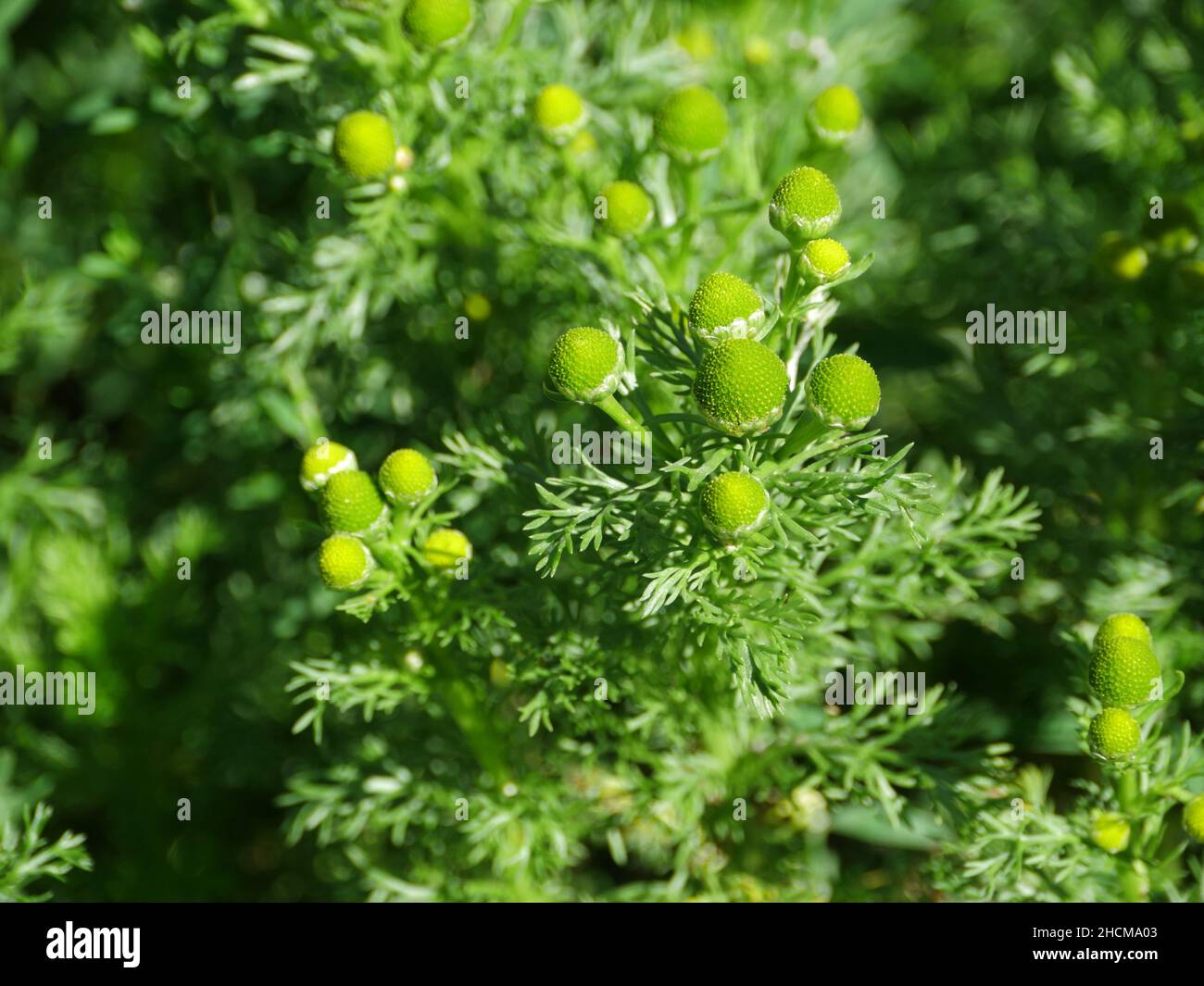 green flowers without petals chamomile odorous close-up Stock Photo - Alamy