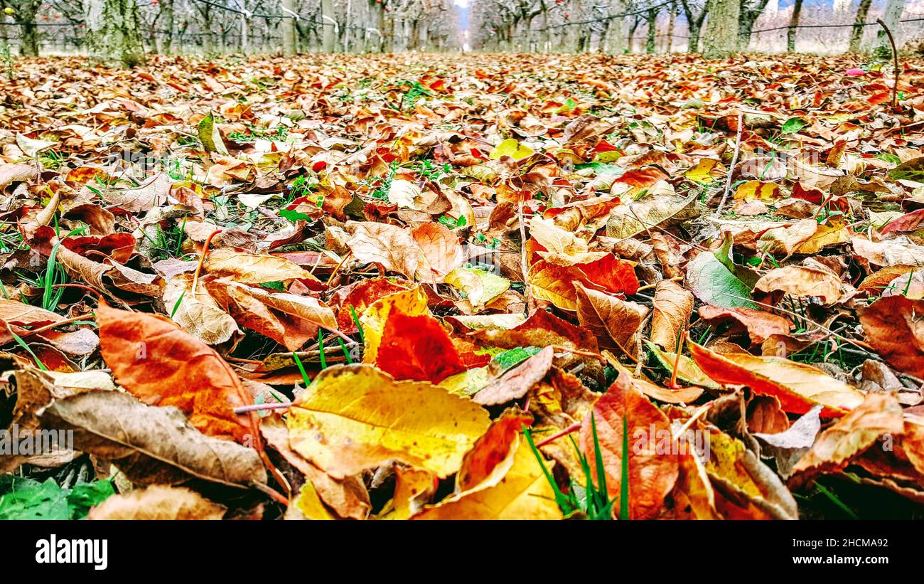 Apple trees with fall colors hi-res stock photography and images - Alamy