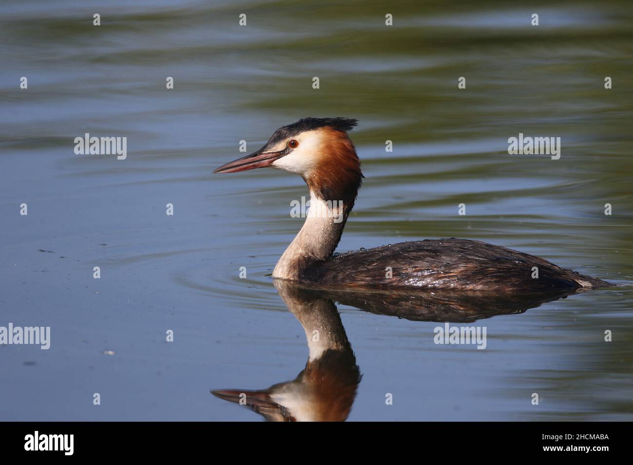 Great crested grebe on a lake near Warrington, typical habitat in the ...
