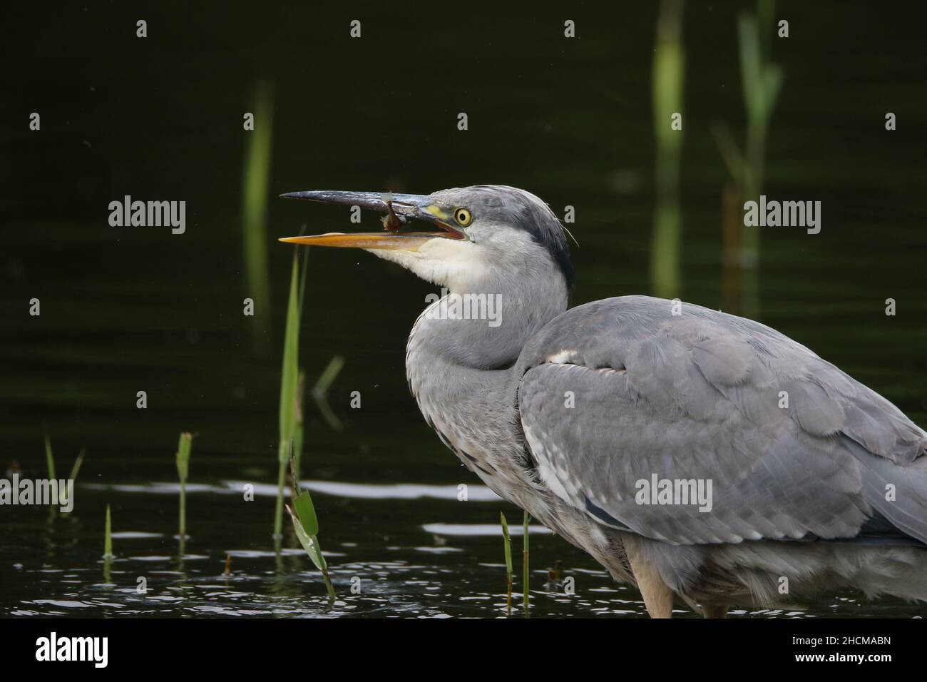 Diet insects reptiles amphibians hi-res stock photography and images ...