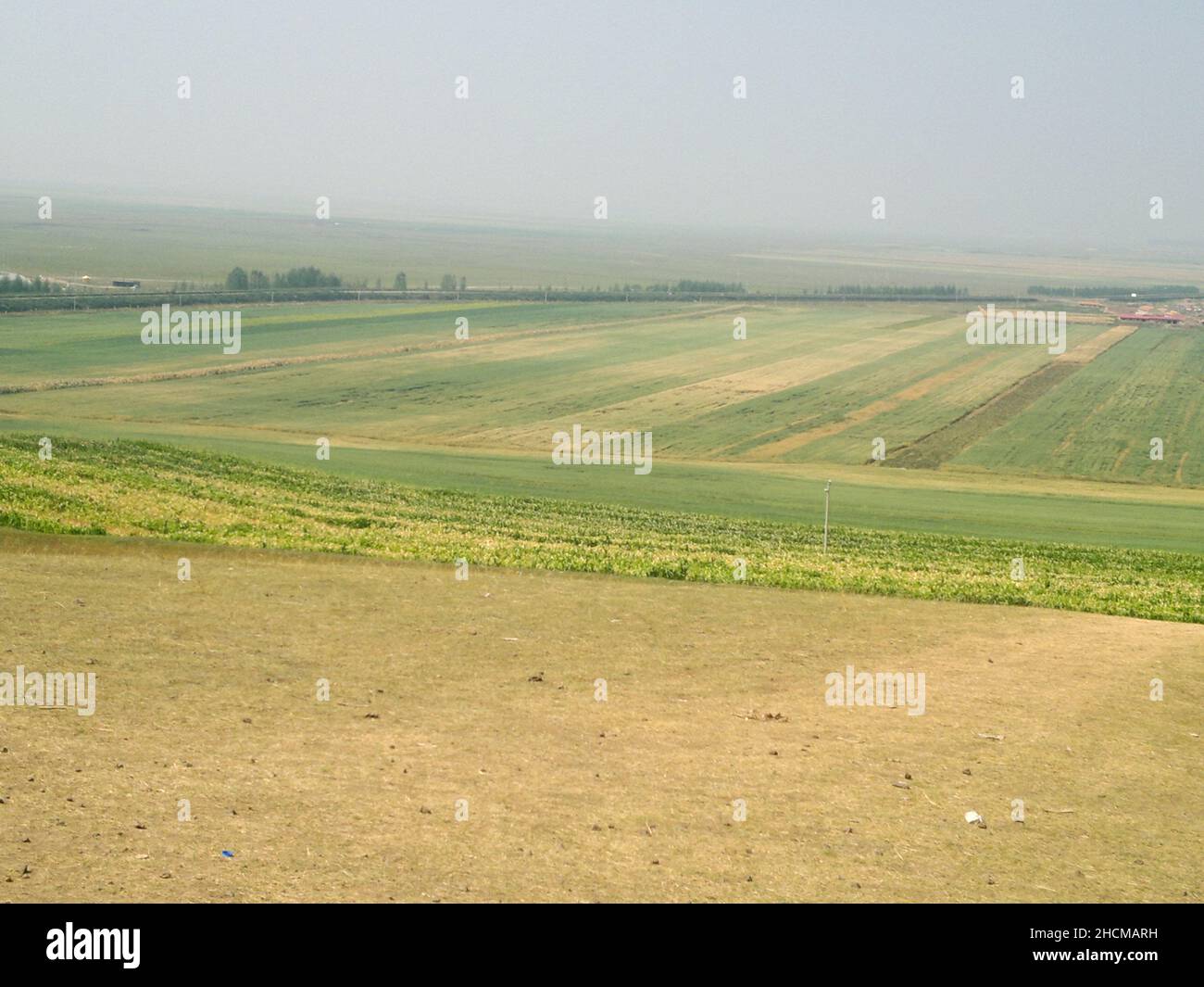 Landscape of farm field crops covered in the fog under a cloudy sky in ...