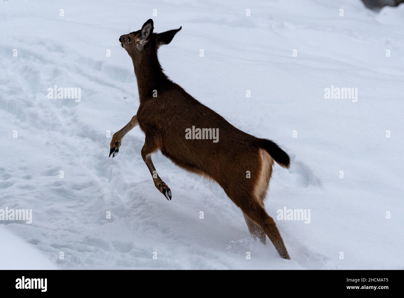 White-tailed Deer Running in Snow. Oregon, Ashland, Cascade Siskiyou ...