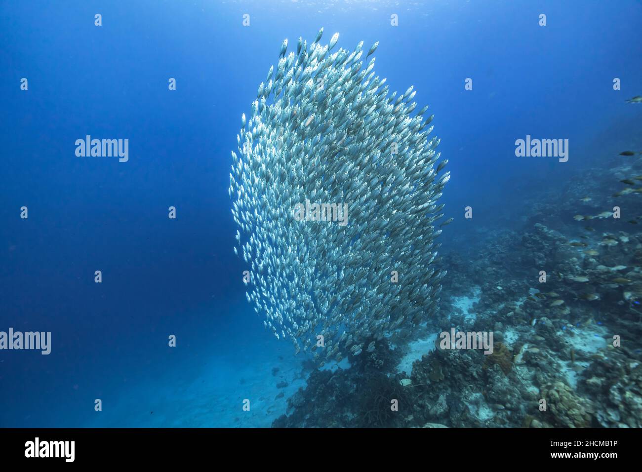 Seascape with Bait Ball, School of Fish in the coral reef of the ...