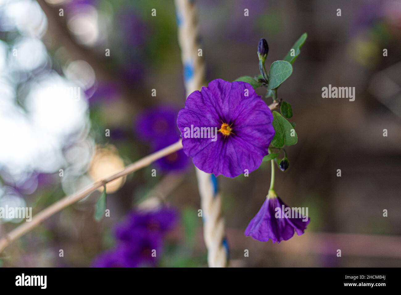 Violet nightshade plant hi-res stock photography and images - Alamy