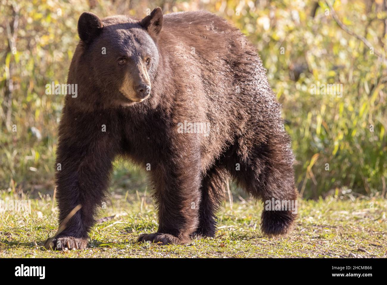 Big black bear walking hi-res stock photography and images - Alamy