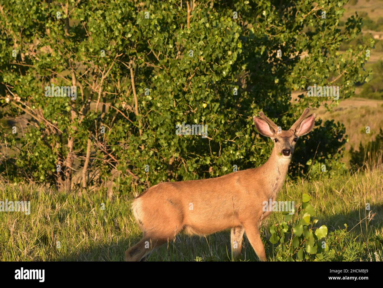 Cute young buck deer with small fuzzy antlers standing still in the ...