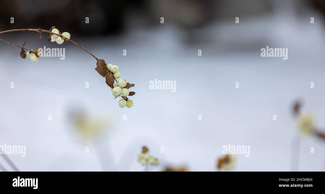 Winter berries snow hi-res stock photography and images - Alamy