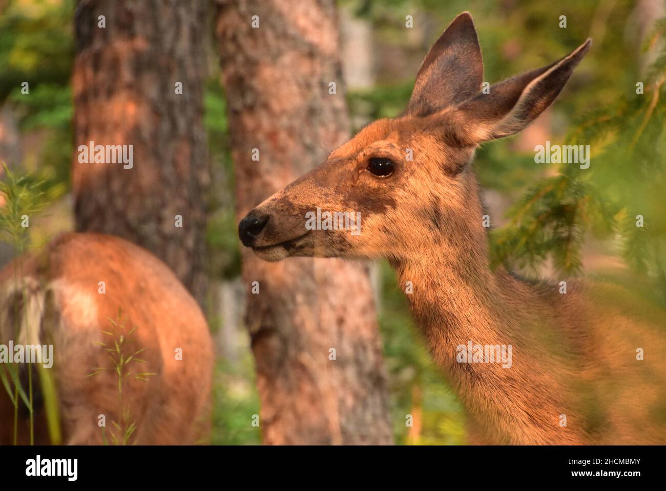 Sweet side profile of a doe standing in a forest Stock Photo - Alamy