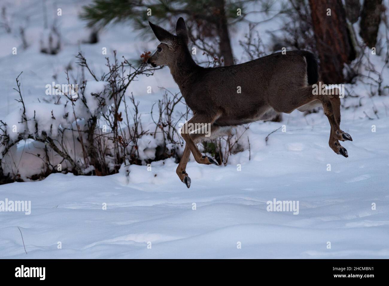 White-tailed Deer Running in Snow. Oregon, Ashland, Cascade Siskiyou ...