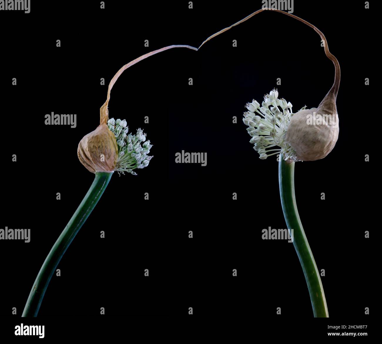 Flowers talking hi-res stock photography and images - Alamy