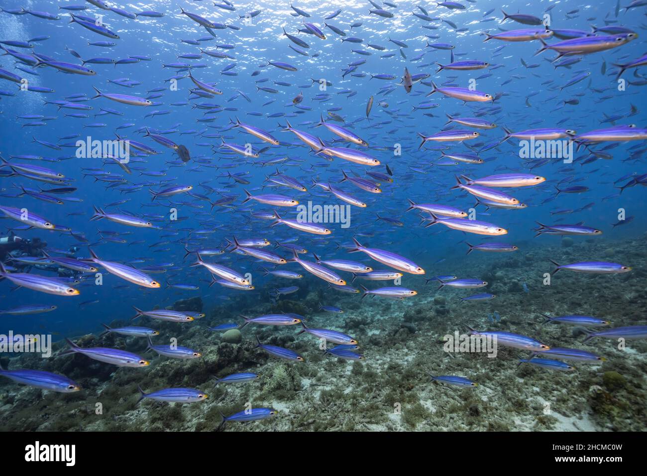 Seascape with School of Fish, Boga fish in the coral reef of the ...