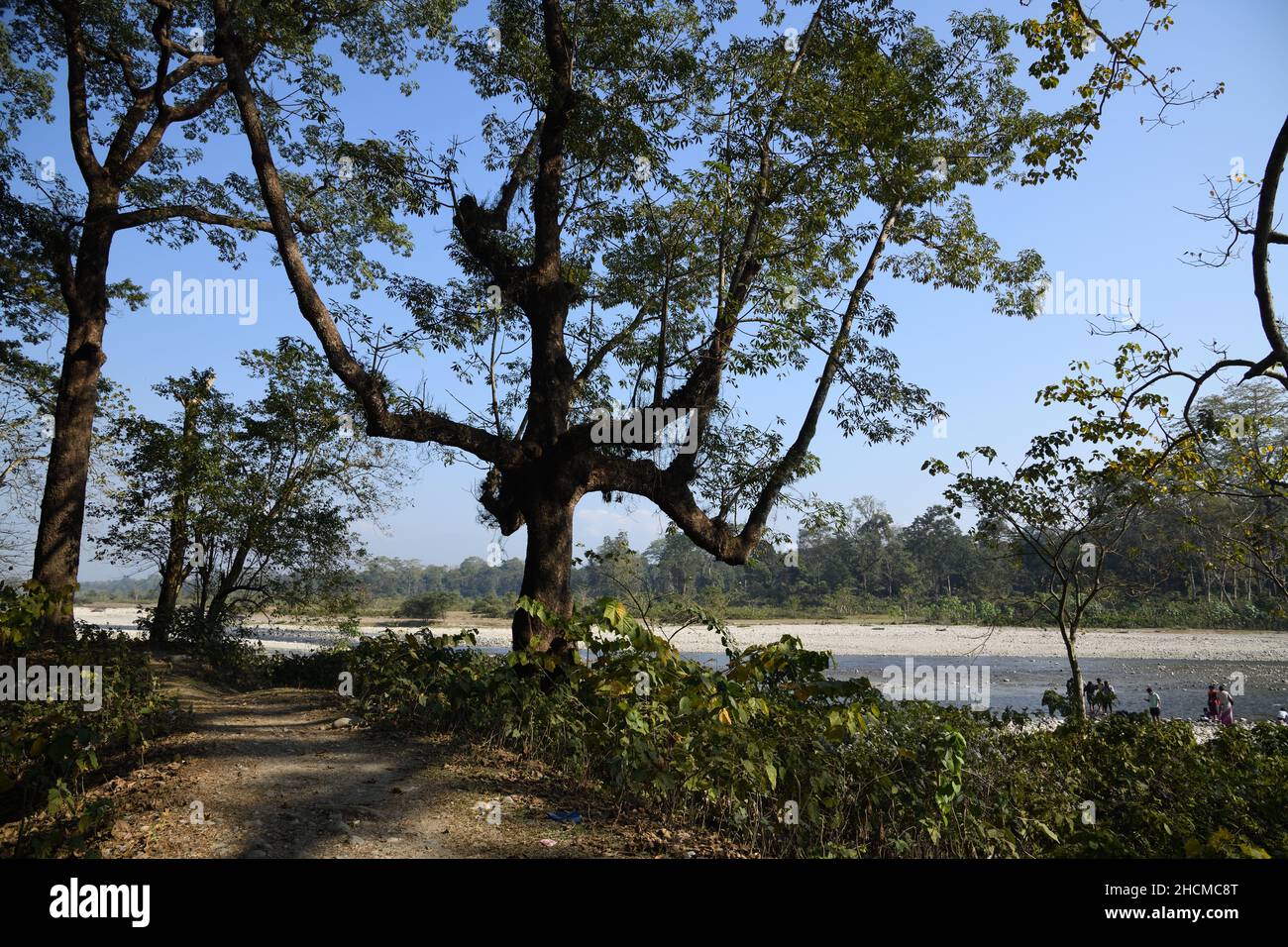 The gorumara national park hi-res stock photography and images - Alamy