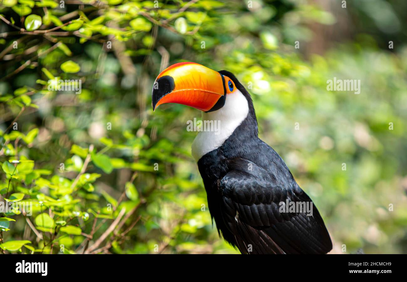 A toco toucan hi-res stock photography and images - Alamy