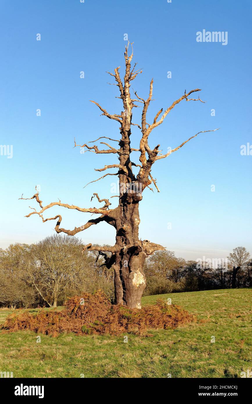 A dead oak tree in the countryside in Windsor Great Park on a sunny ...