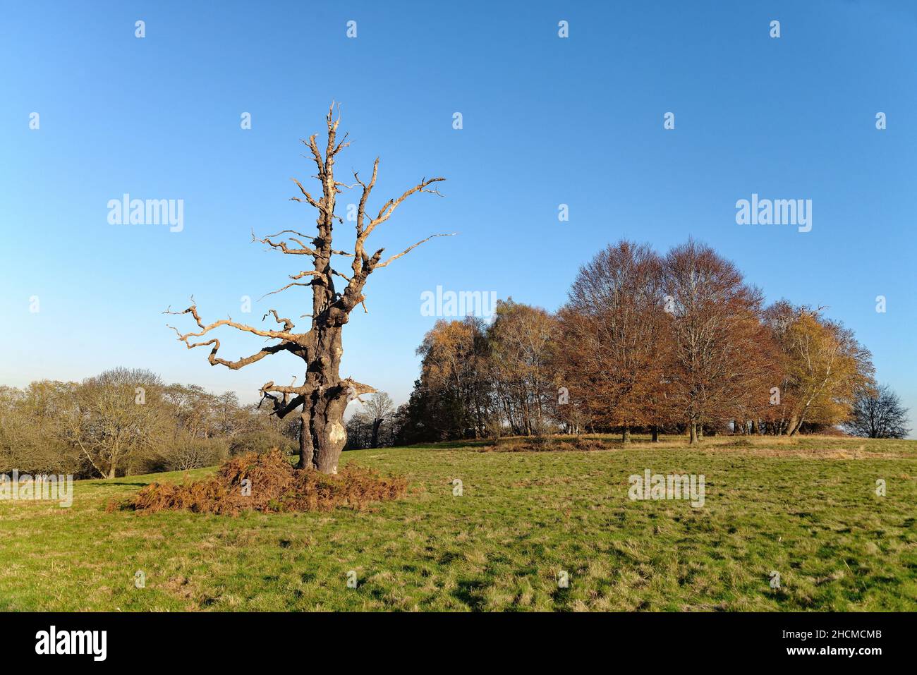 A dead oak tree in the countryside in Windsor Great Park on a sunny ...