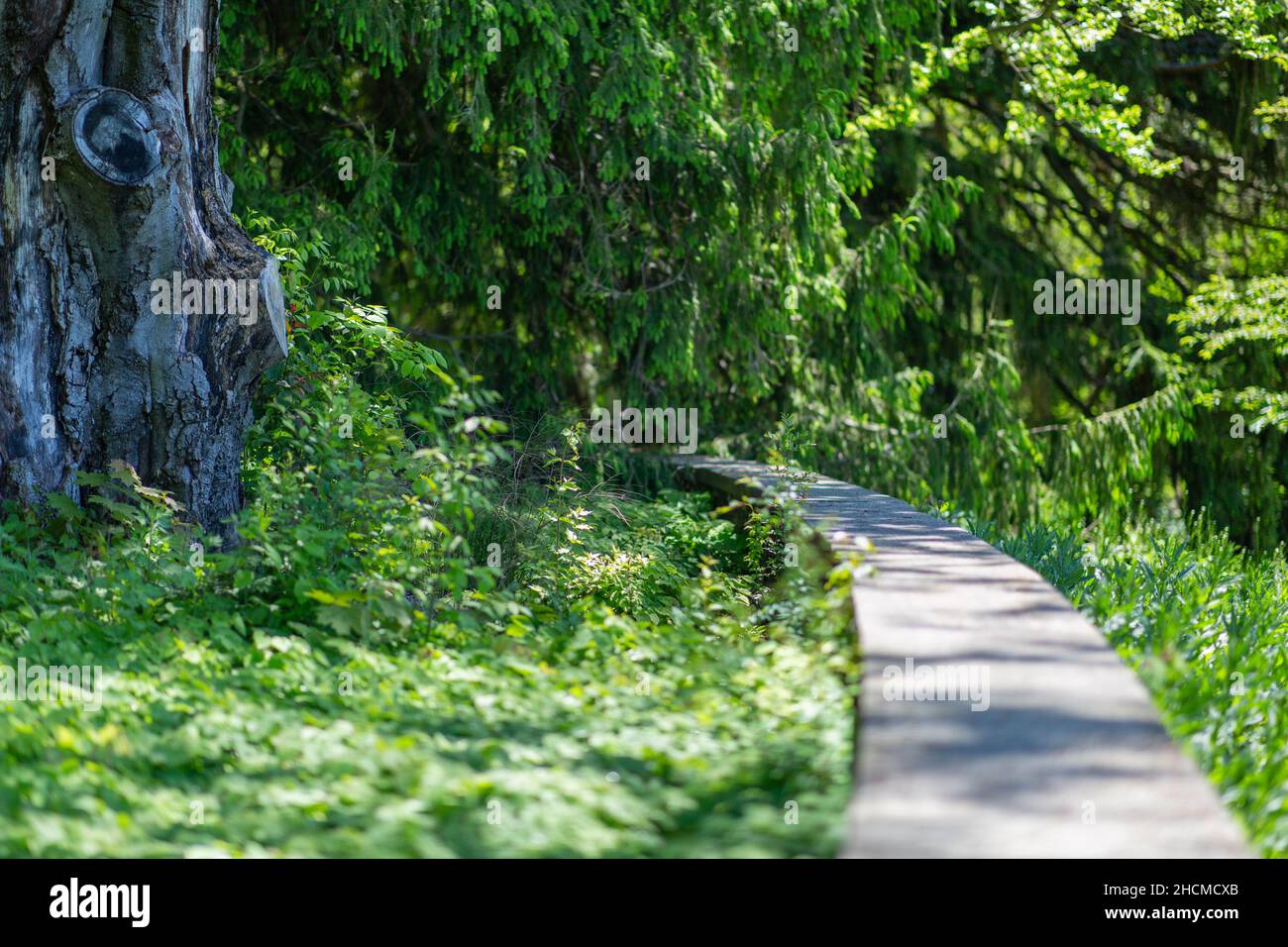 Narrow walkway in the green deciduous park Stock Photo - Alamy