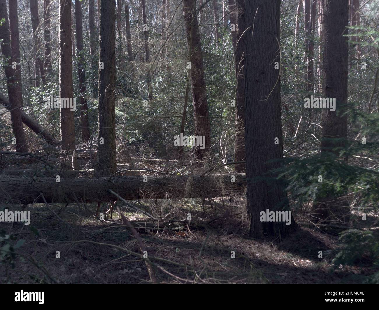 View of a forest - deforestation Stock Photo - Alamy