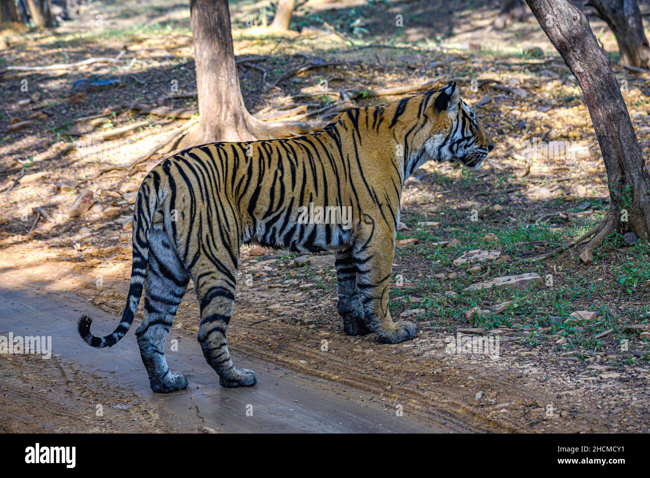 Male tiger in the forest of Ranthambore Stock Photo - Alamy