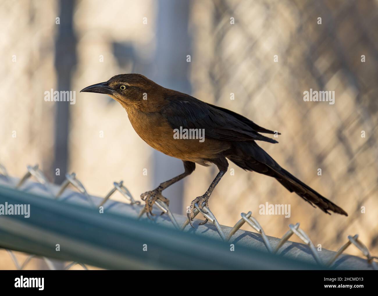 Eye focus bird hi-res stock photography and images - Alamy