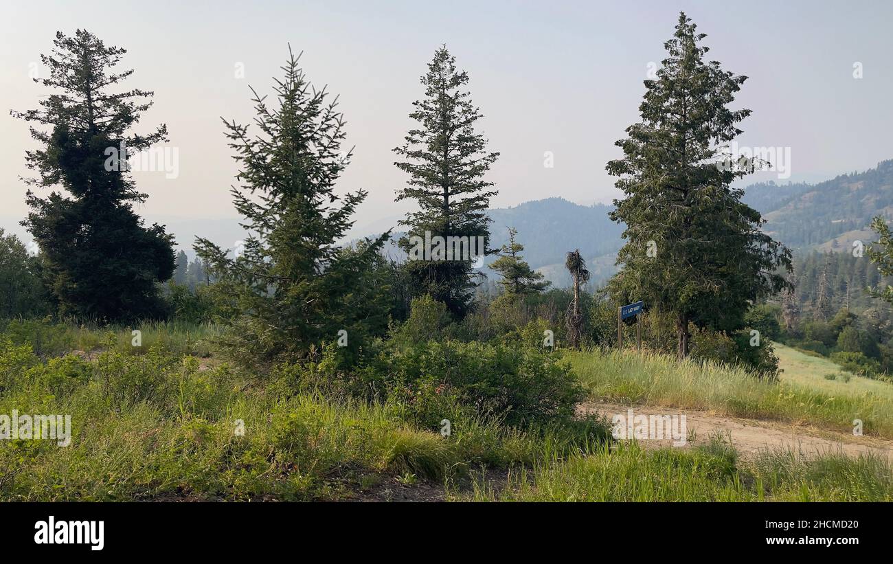 Natural view of pine trees and fields in the countryside Stock Photo ...