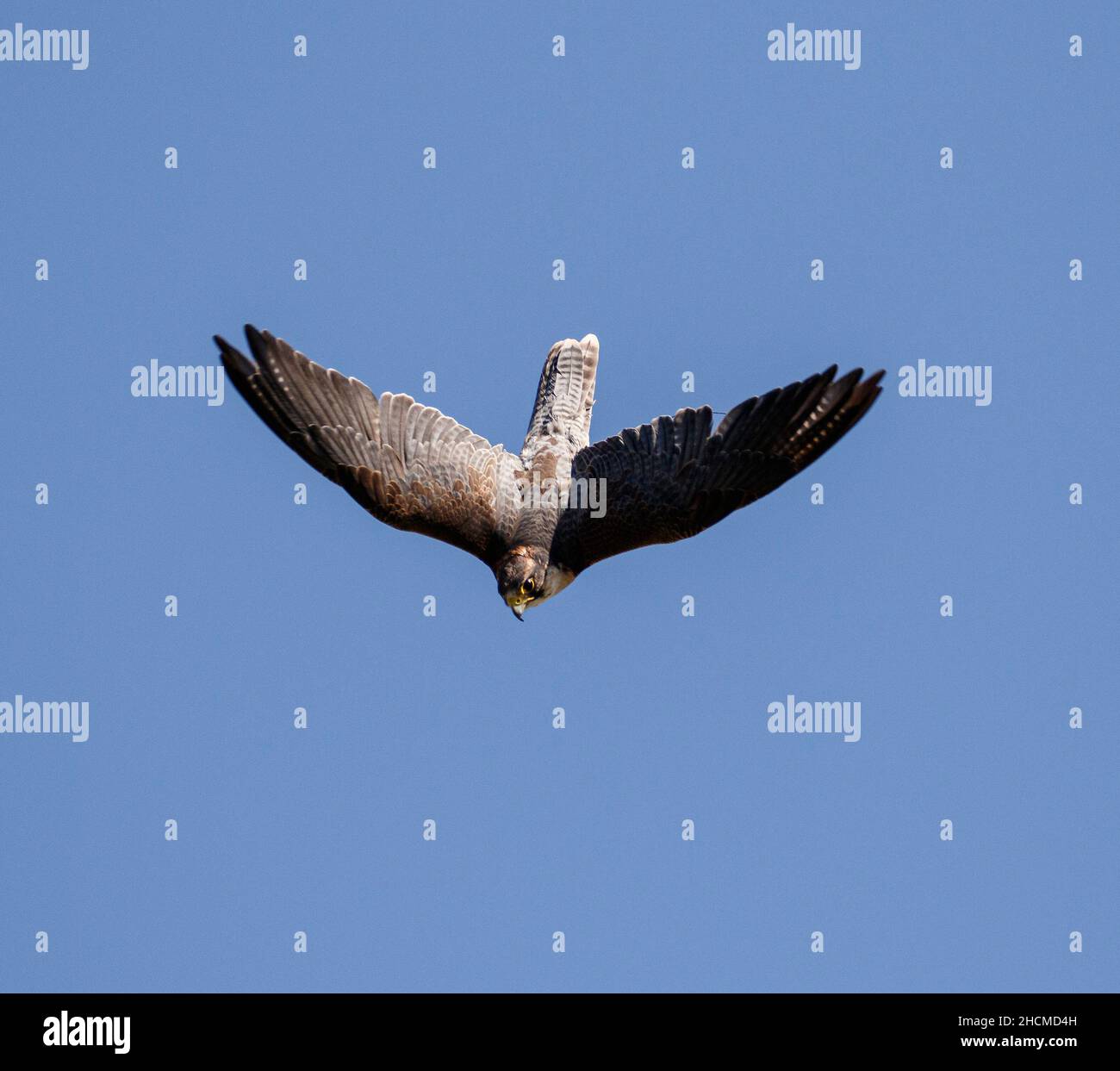 Diving stoop hi-res stock photography and images - Alamy