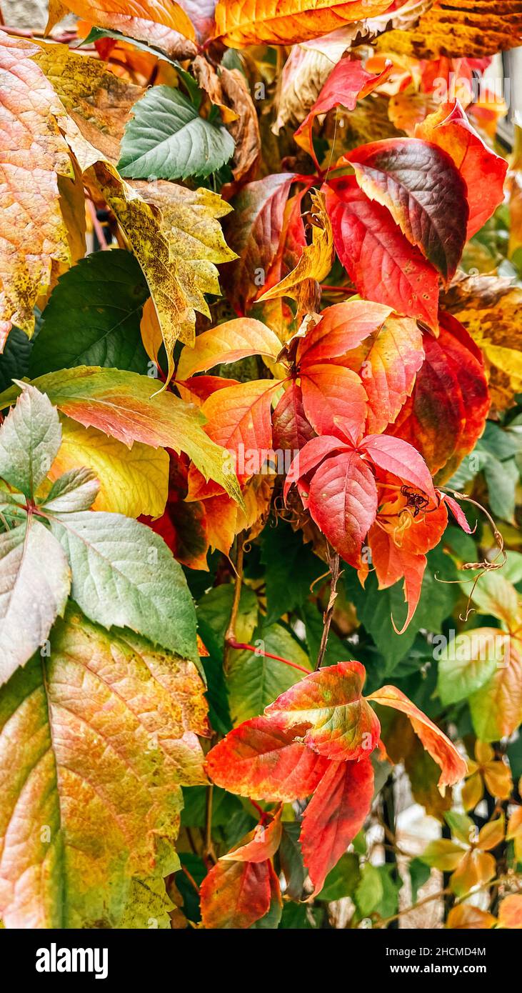 Beautiful vertical backgrounds with autumn leaves and greens Stock ...