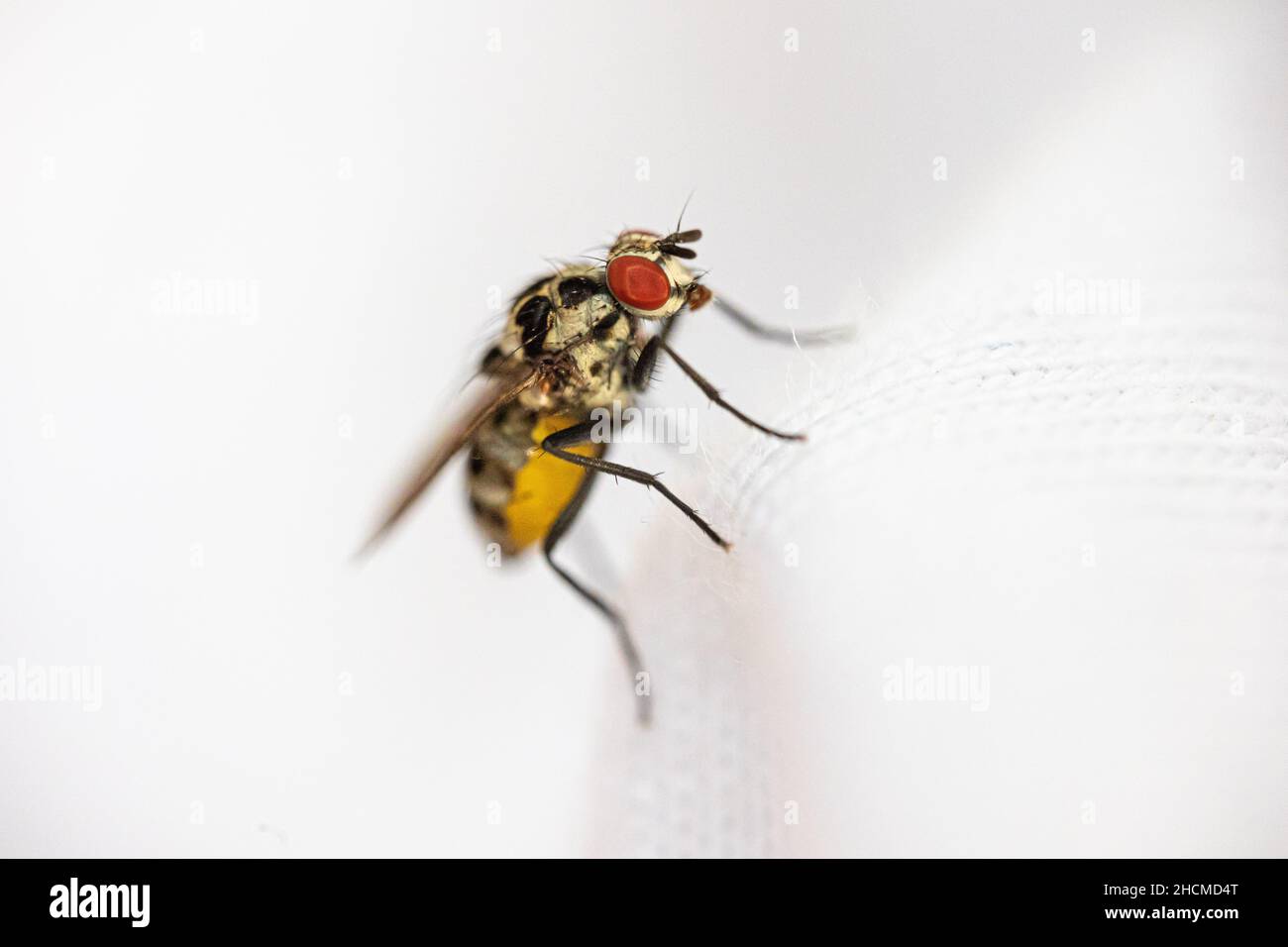 Cloth wings hi-res stock photography and images - Alamy