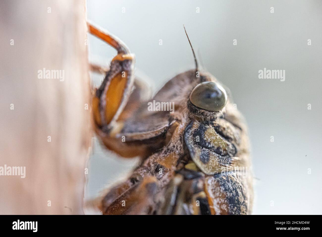 Cicada detail hi-res stock photography and images - Alamy