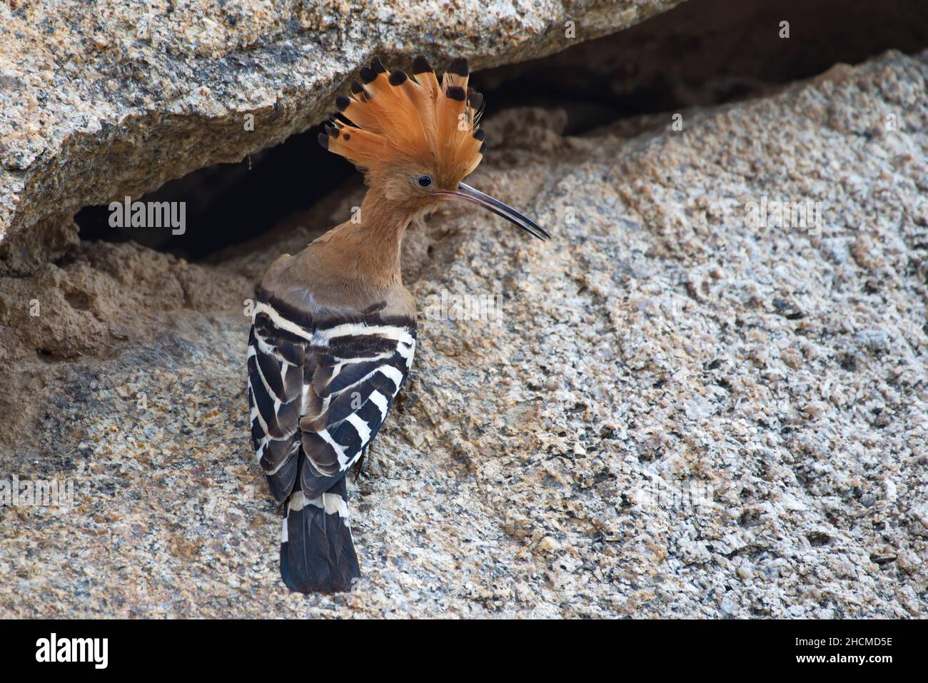 Closeup of a brown-headed hoopoe bird profile standing on a rock with a ...